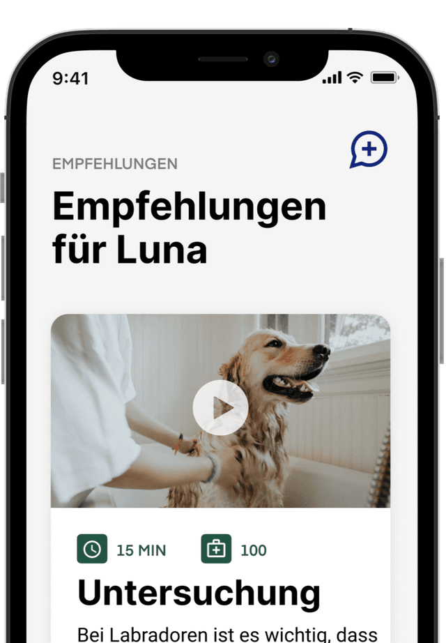 Was gilt, wenn der Hund im Wald frei herumläuft? - Lassie